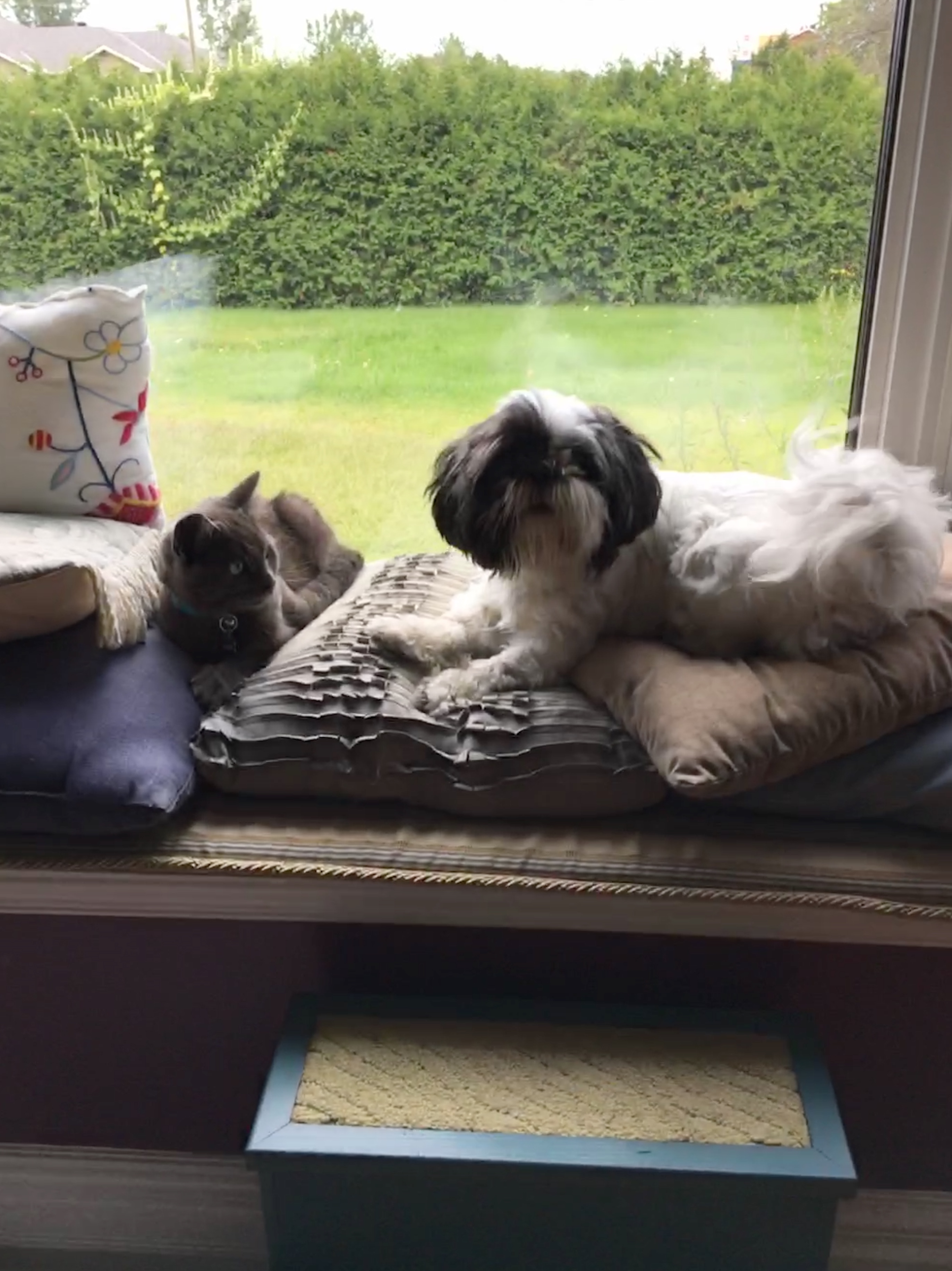 Our Animals – Unruffled Farms