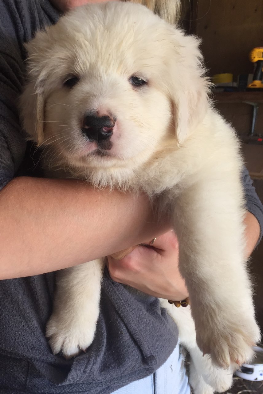 Our Animals – Unruffled Farms