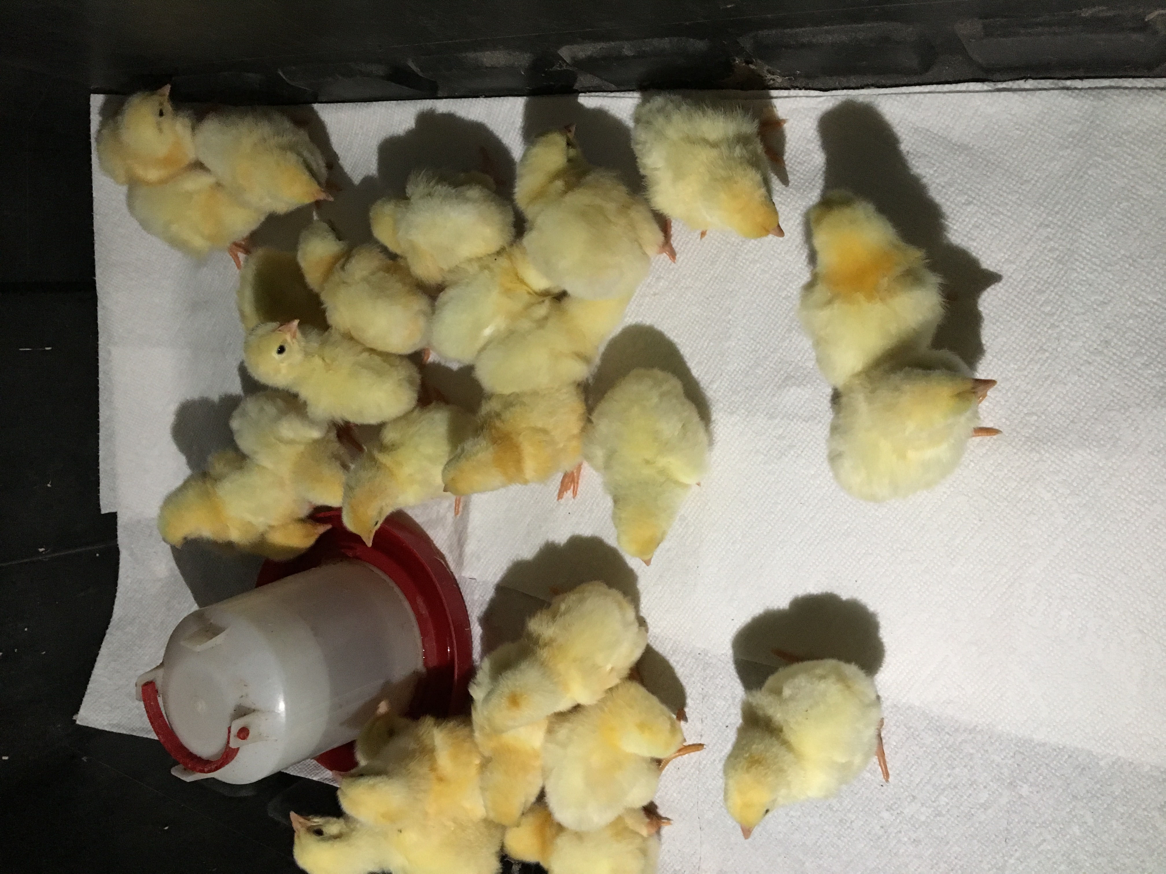 Our Animals – Unruffled Farms